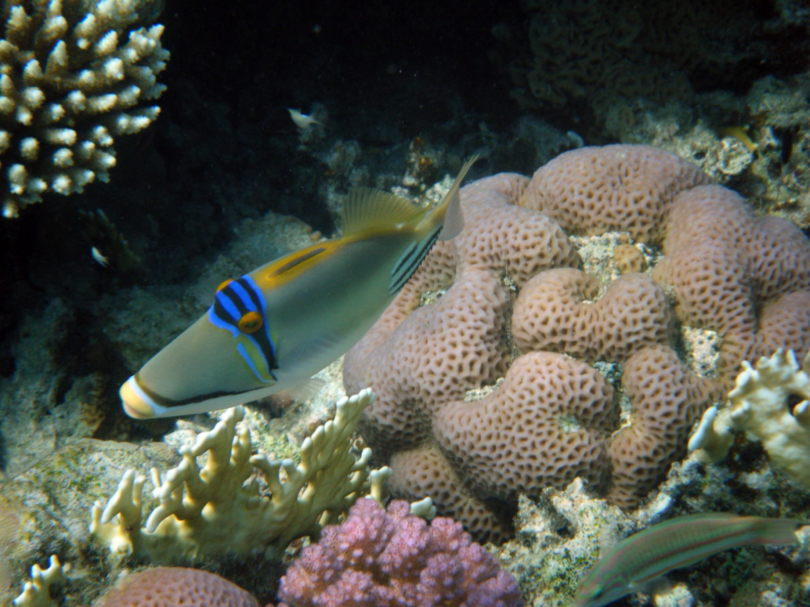 John's fotoblog: Rode zee onder water